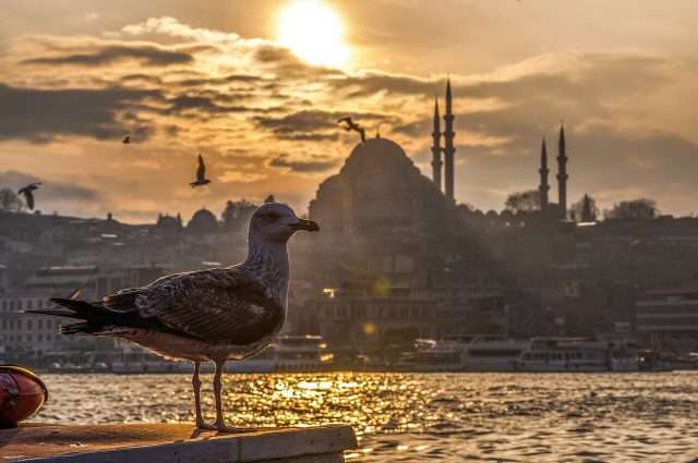 Mouette à Istanbul