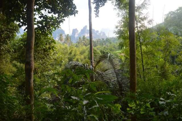 Photo de la jungle de Khao Sok en Thaïlande