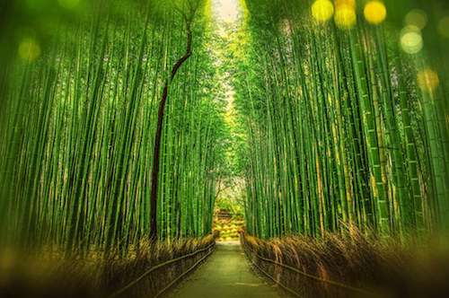 Forêt de bambou au Japon