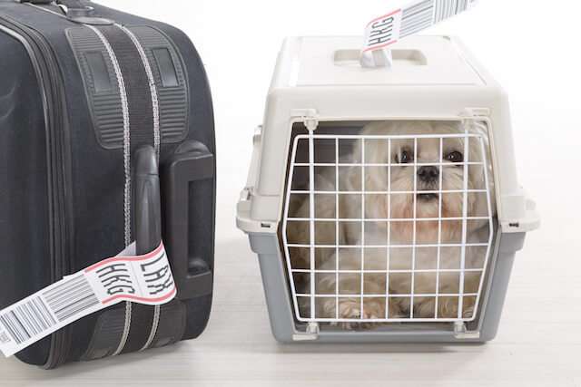 Valise caisse étiquettes chien avion - copie