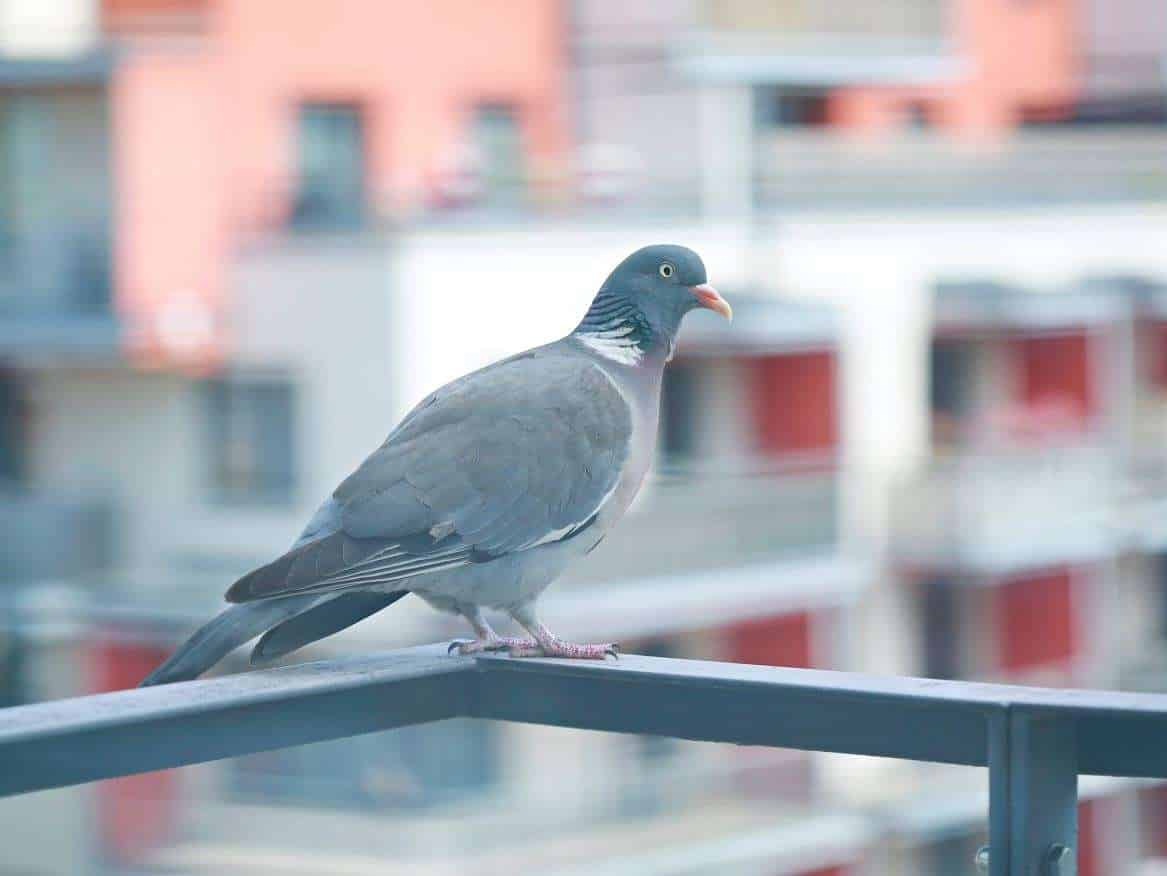 pigeon