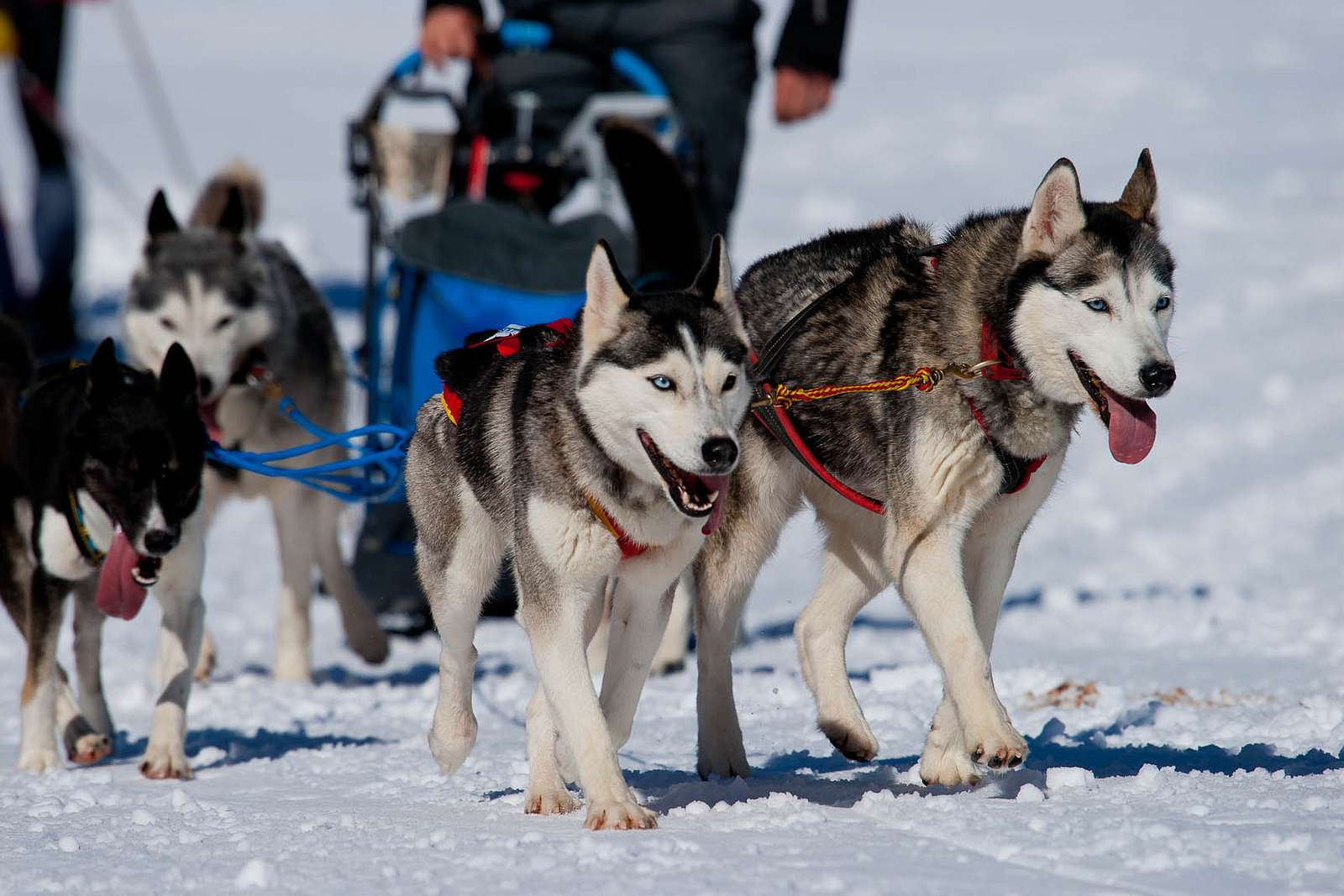 Chiens de traîneaux 