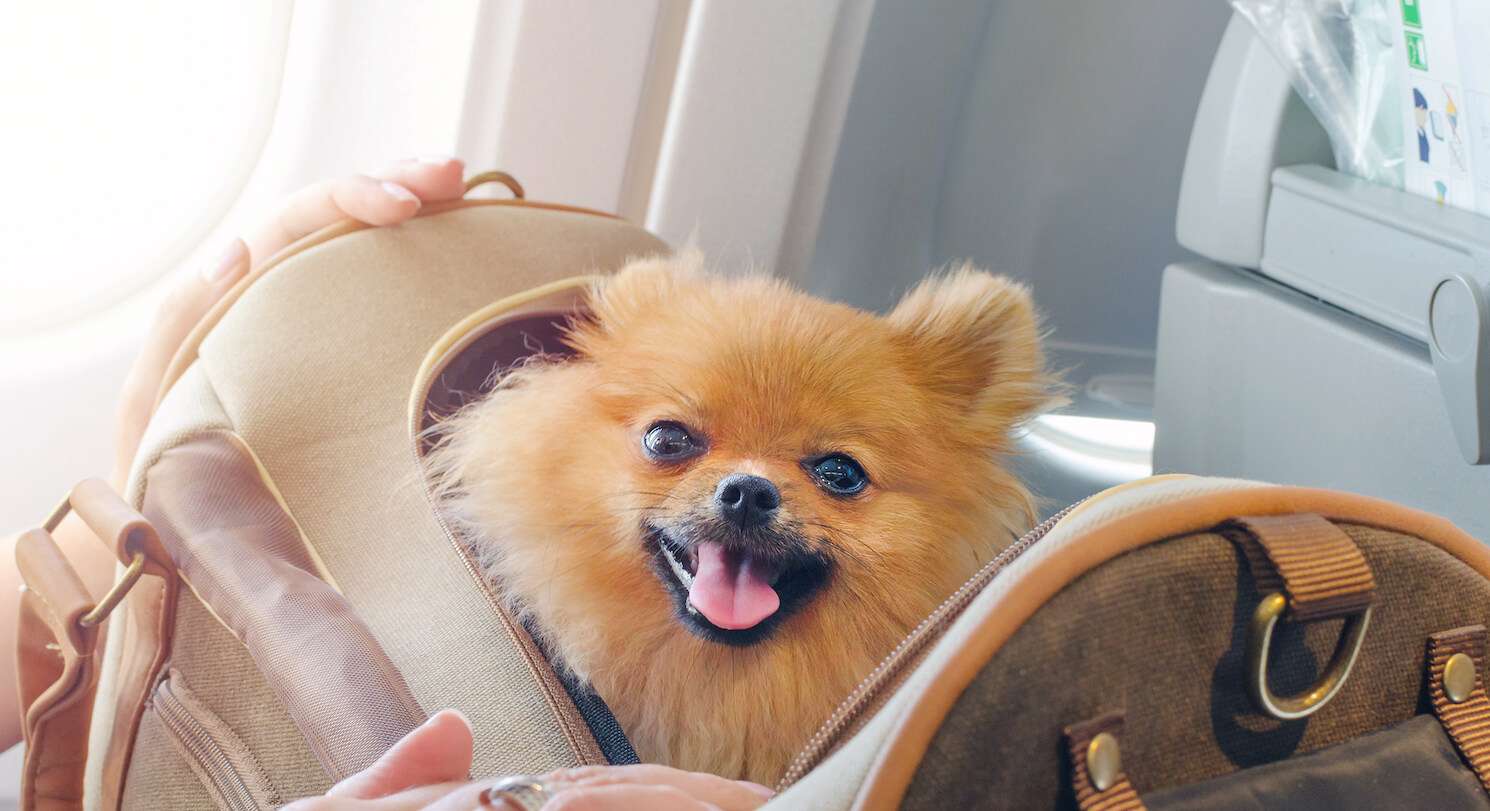 Chien sac de voyage spécial avion