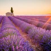 provence