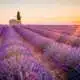 provence