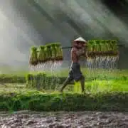 rizières au Vietnam