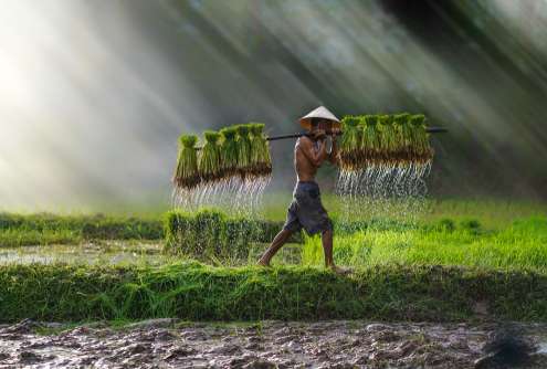 rizières au Vietnam
